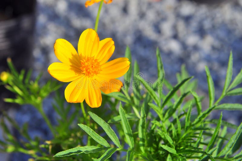 Orange Lance-leaved Coreopsis Stock Photo - Image of flower, singapore ...