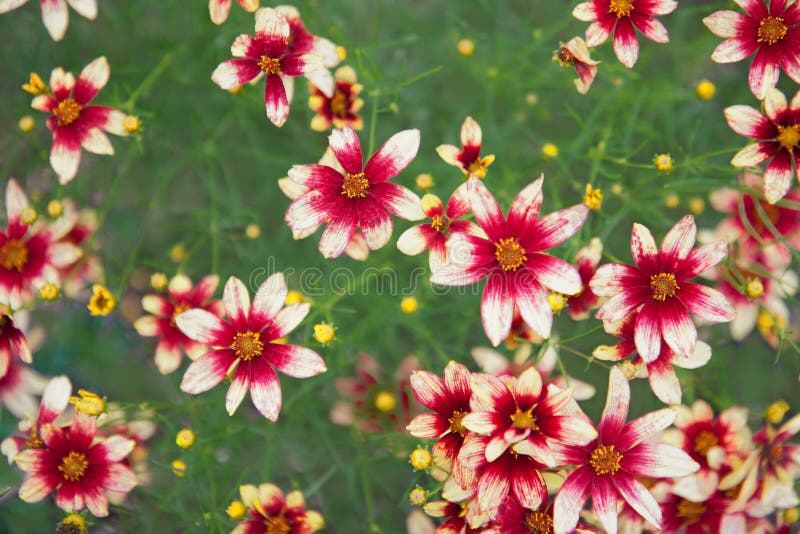 Coreopsis Garnet stock photo. Image of pink, botanical - 38940934