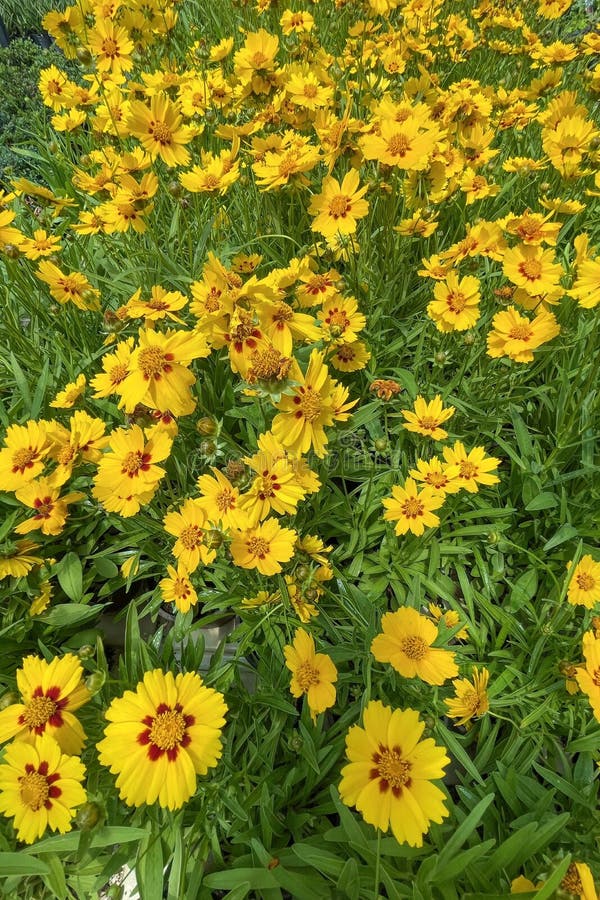 Coreopsis is a Genus of Flowering Plants in the Family Asteraceae ...