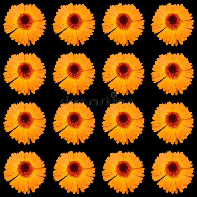 Coreopsis is a Genus of Flowering Plants in the Family Asteraceae Stock ...