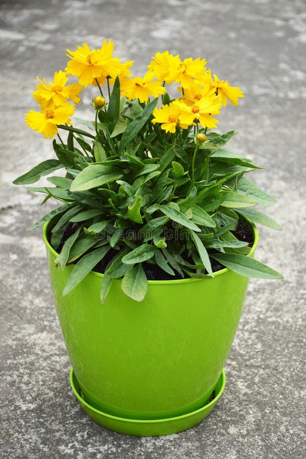 Coreopsis Grandiflora Flower Plant Growing in the Pot Stock Image ...