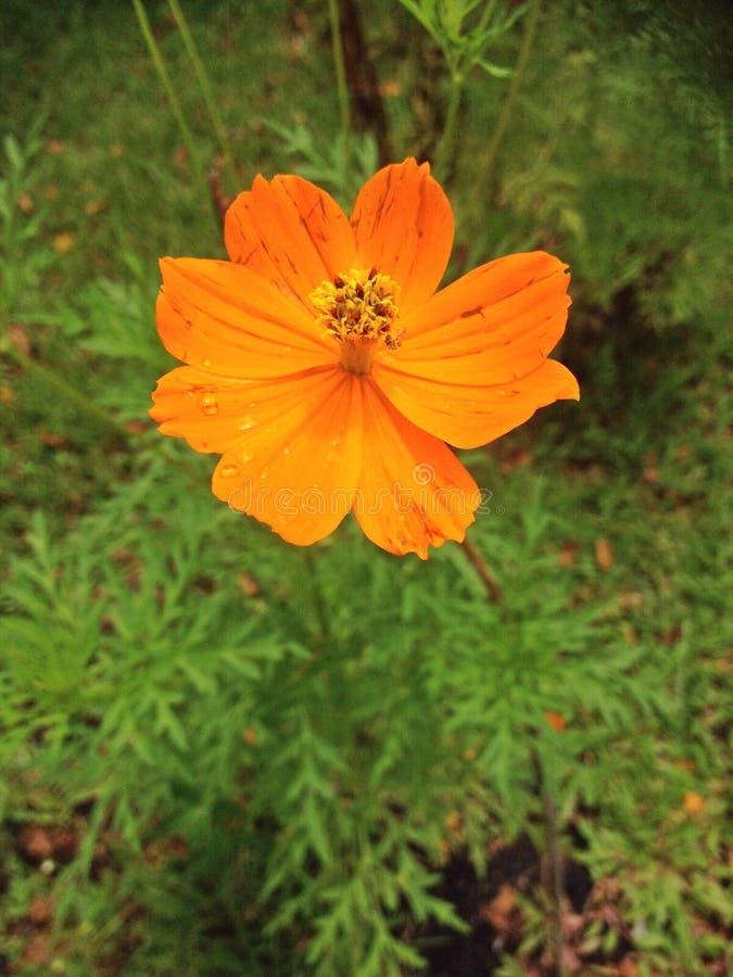 Coreopsis Lance-leaved Orange Photo stock - Image du tropical, feuilles ...