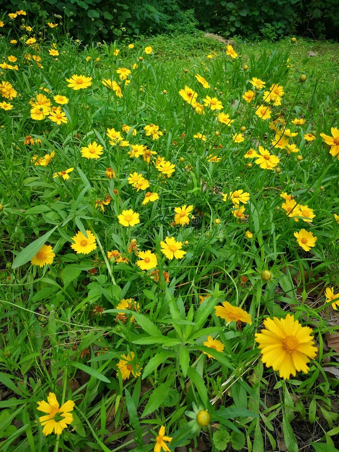Sand Coreopsis Stock Photos - Free & Royalty-Free Stock Photos from ...
