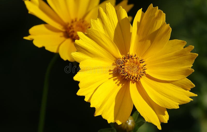 Coreopsis Lanceolate - Plant Flower Stock Image - Image of gentle ...