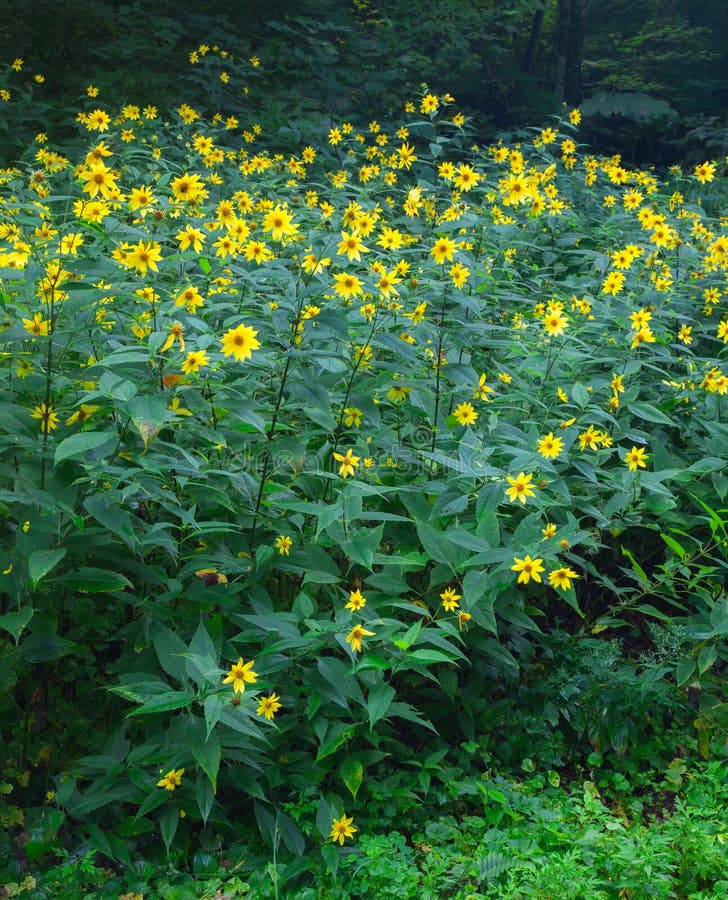 Coreopsis Coreopsis Major a Wildflower Stock Photo - Image of mountains ...