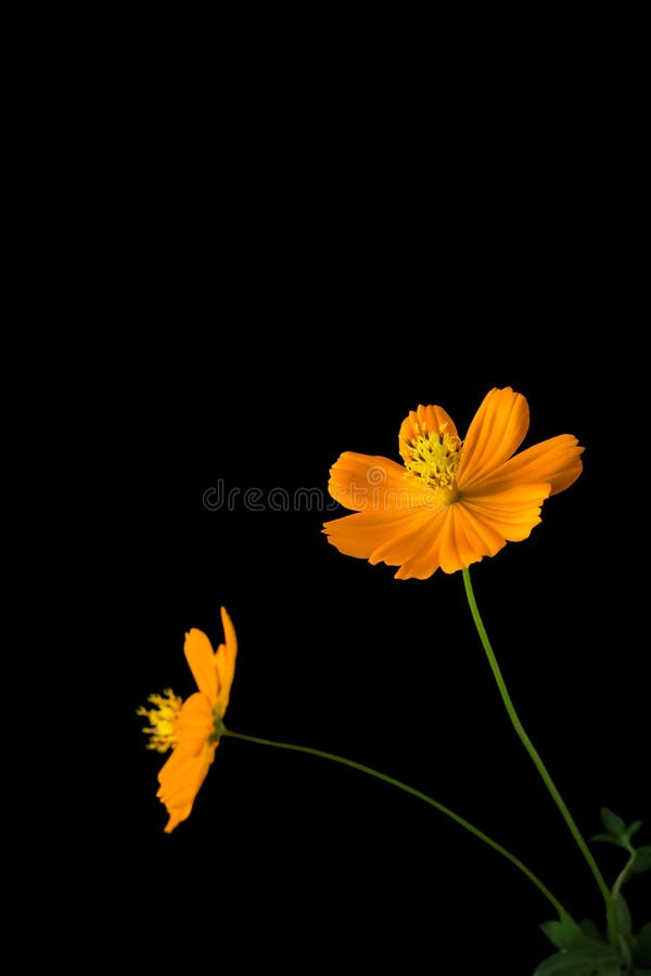 Coreopsis, Often Called Calliopsis or Tickseed Flowers Isolated on ...