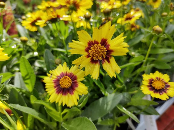 Coreopsis UpTick Yellow and Red Stock Image - Image of beautiful ...