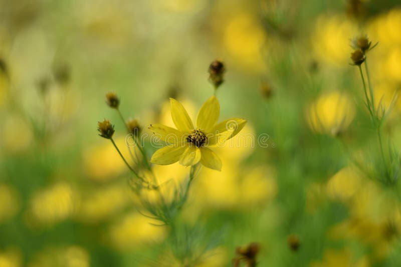 Coreopsis verticillata stock photo. Image of grass, nature - 270632268