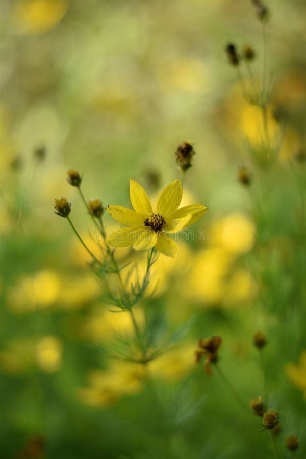 Coreopsis verticillata stock image. Image of plant, gardening - 270632317