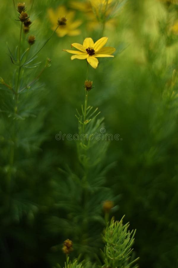 Coreopsis verticillata stock image. Image of nahaufnahme - 270632465