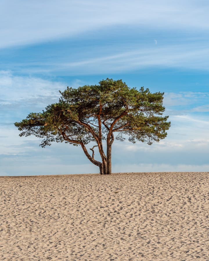 A Single Pine Tree in a Dessert Area Stock Photo - Image of sand ...