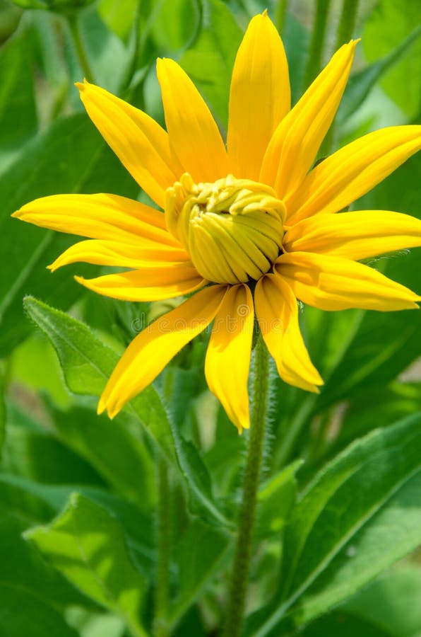 Coreopsis stock photo. Image of lanceleaf, daisy, background - 43569308