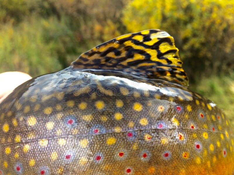 Cores Brilhantes De Uma Truta De Ribeiro Foto de Stock - Imagem de nave ...