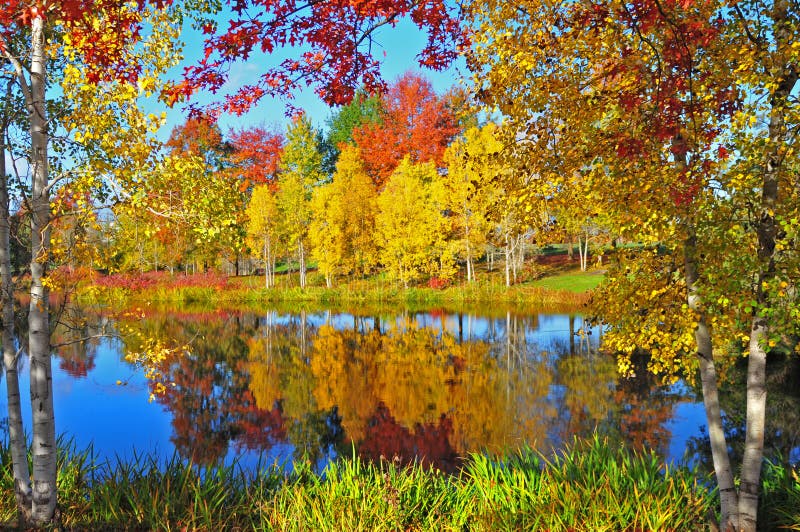 Cores do outono imagem de stock. Imagem de outono, folhagem - 11550299