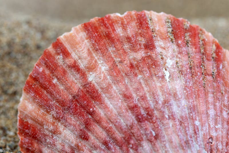 Cores Vermelho E Verde De Textura Do Shell Clam. Imagem de Stock ...