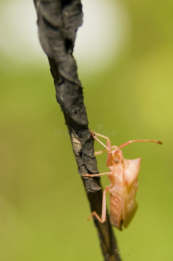 Coreus marginatus stock image. Image of plug, insects - 17310969