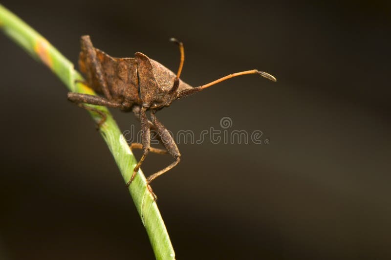 Coreus marginatus stock image. Image of arthropoda, nature - 20921049