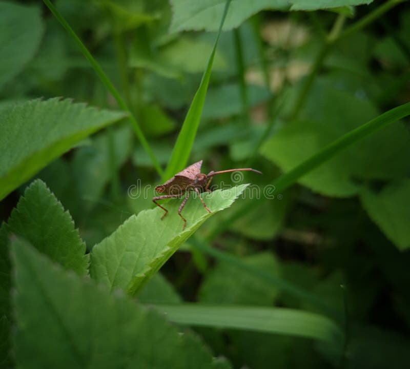 Coreus Marginatus. Arthropoda. Insect on a Plant. Stock Image - Image ...