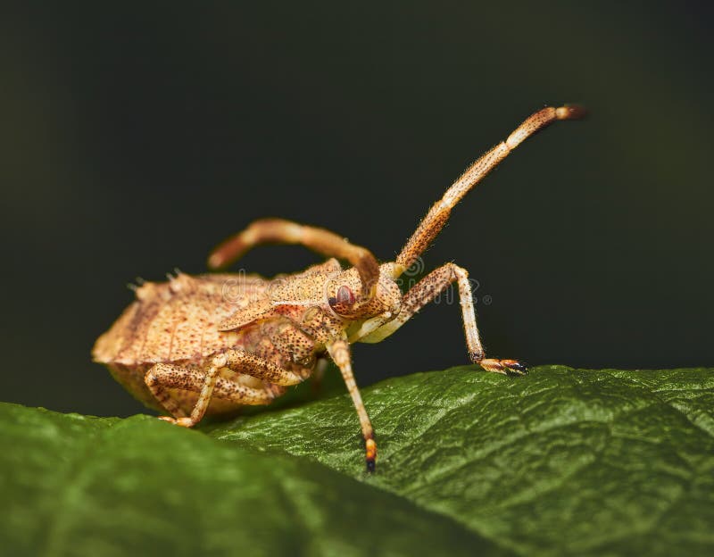 Coreus Marginatus, Dock Bug from the Coreidae Family on a Green Leaf ...