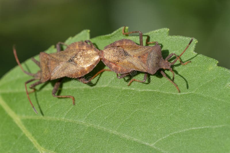 Coreus Marginatus or the Dock Bug, Mating. Coreus Marginatus is a ...