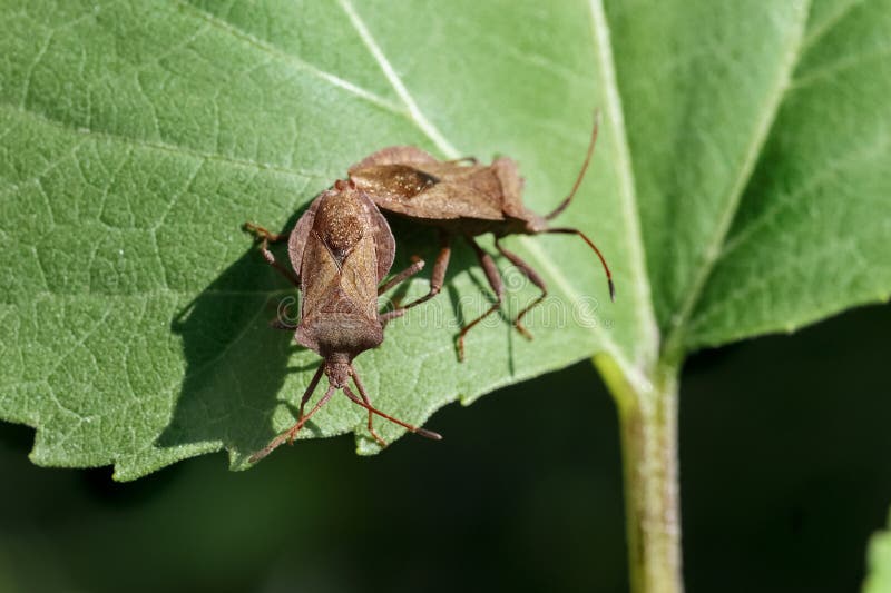 Coreus Marginatus or the Dock Bug, Mating. Coreus Marginatus is a ...