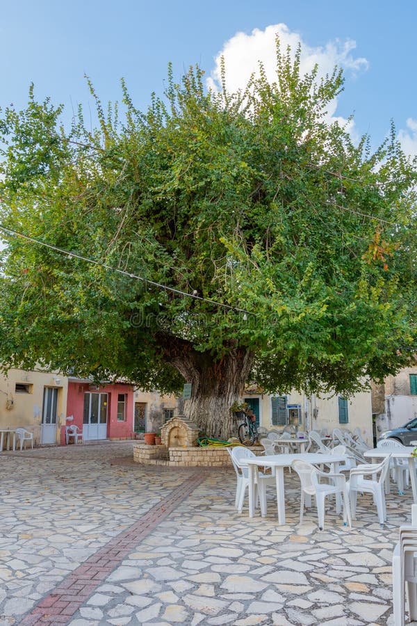 Corfu, Corfu, Greece. September 21, 2021: a Large Tree in a Town Square ...