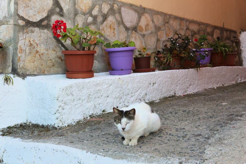 Corfu town cat stock image. Image of flowerpot, tabby - 188416417