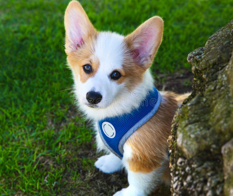 Welsh Corgi in azione fotografia stock. Immagine di spiaggia - 33798692
