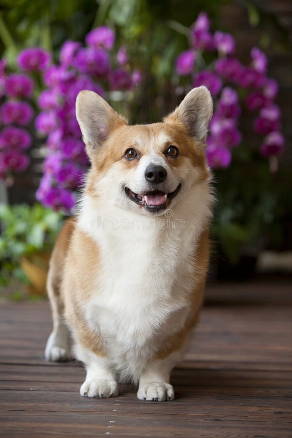 Corgi dog stock photo. Image of love, mammal, animal, energy - 4672338