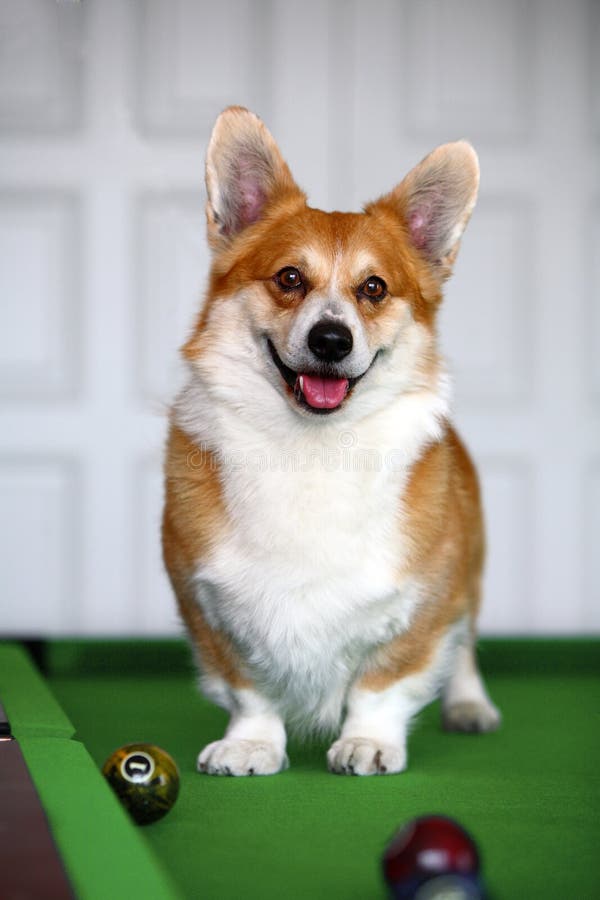 Corgi dog stock photo. Image of love, mammal, animal, energy - 4672338