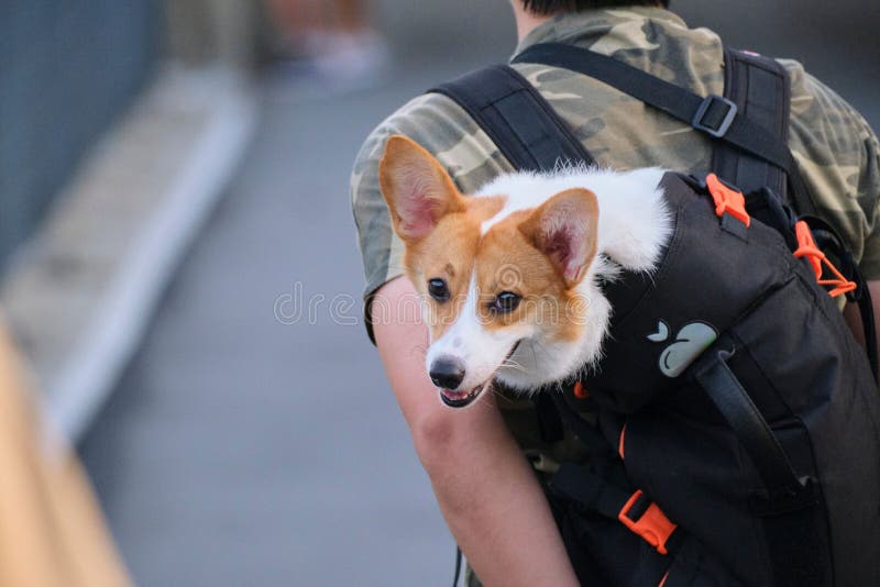 Corgi dog on back of male stock photo. Image of corgi - 268598312