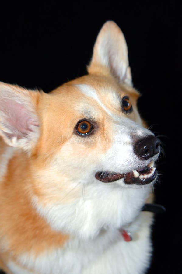 Corgi Dog Face Royalty Free Stock Photography - Image: 6581987