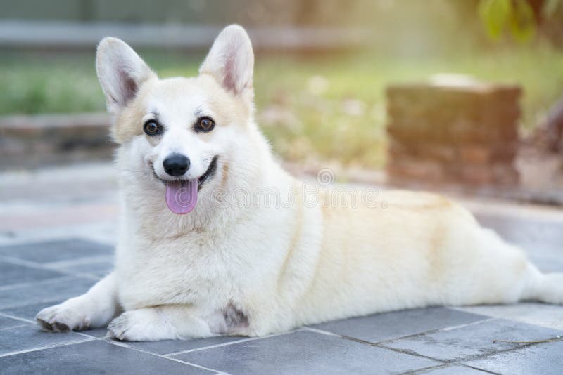Corgi Dog on the Grass in Summer Sunny Day Stock Photo - Image of ...