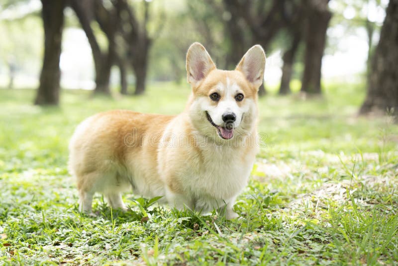 Corgi Dog on the Grass in Summer Sunny Day Stock Image - Image of funny ...