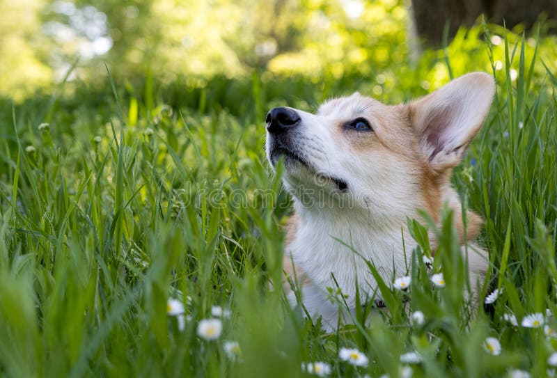 Corgi Dog in Meadow Flowers in Spring Stock Photo - Image of young ...