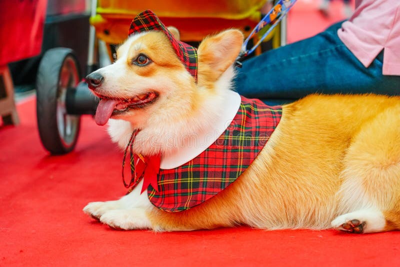 Corgi Dog in Plaid Clothes Lying on the Floor Stock Image - Image of ...