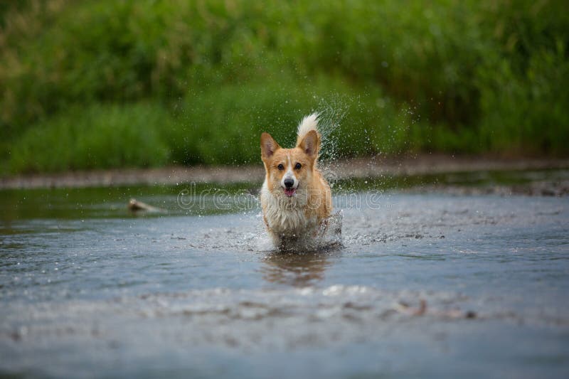 Corgi Dog Running on Water in River a Catching Stick Stock Image ...