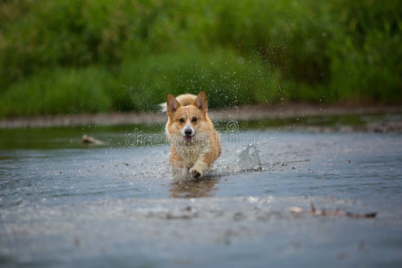 Corgi Dog Running on Water in River a Catching Stick Stock Image ...