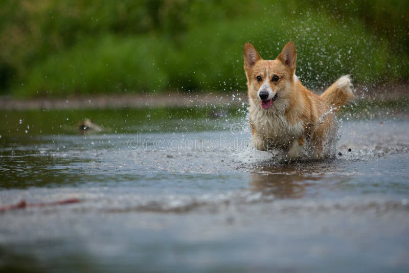 Corgi Dog Running on Water in River a Catching Stick Stock Photo ...