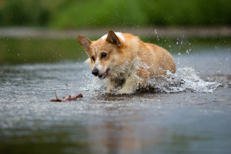 Corgi Dog Running on Water in River a Catching Stick Stock Image ...