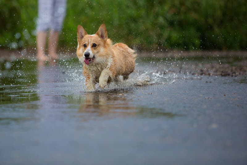 Corgi Dog Running on Water in River a Catching Stick Stock Image ...