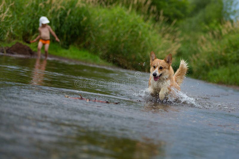 Corgi Dog Running on Water in River a Catching Stick Stock Image ...