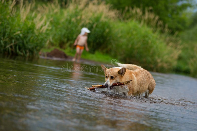 Corgi Dog Running on Water in River a Catching Stick Stock Image ...