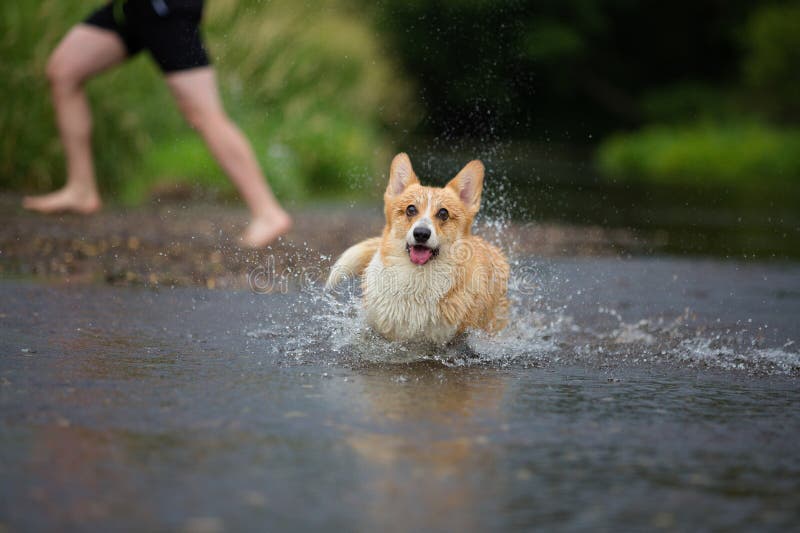 Corgi Dog Running on Water in River a Catching Stick Stock Photo ...