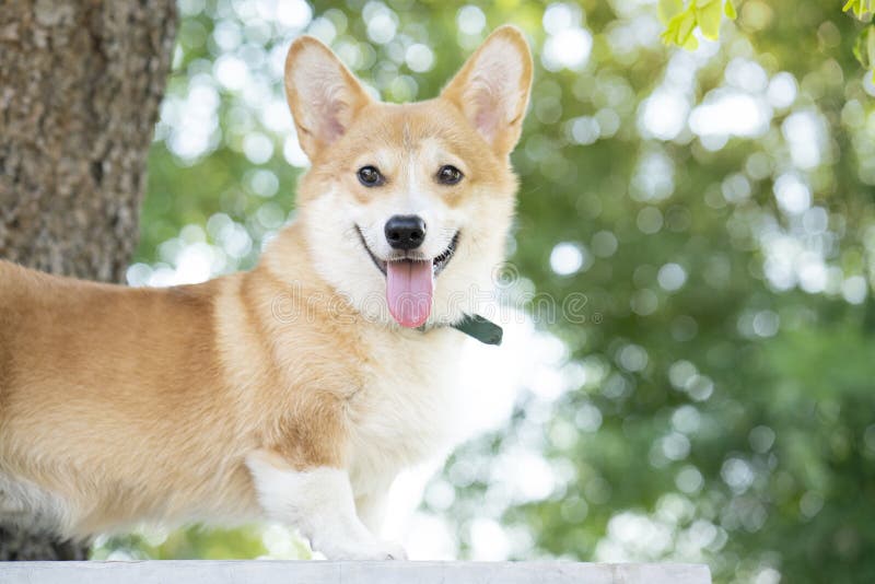Corgi Dog Smile in Summer Sunny Day Stock Photo - Image of little ...