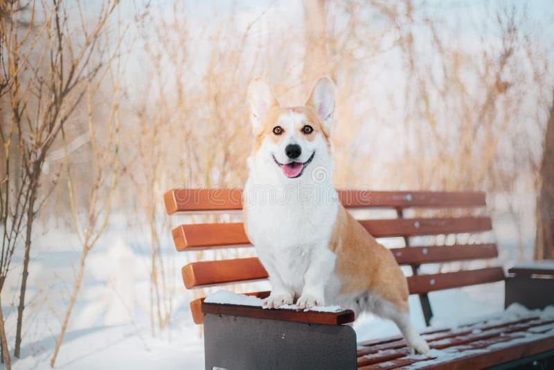 Corgi Dog in the Snow. Dog in Winter. Dog in Nature. Corgi Dog on a ...