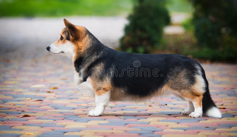 Dog Standing Sideways Outdoors Stock Photo - Image of outside, brown ...