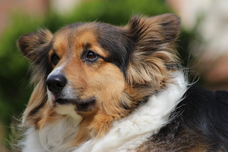 Corgi Close-up Shot stock photo. Image of canine, face - 101632464