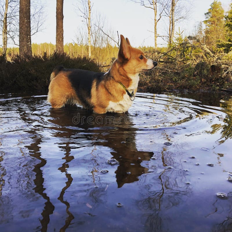 A Corgi dog stock photo. Image of flud, outdoors, water - 174771516