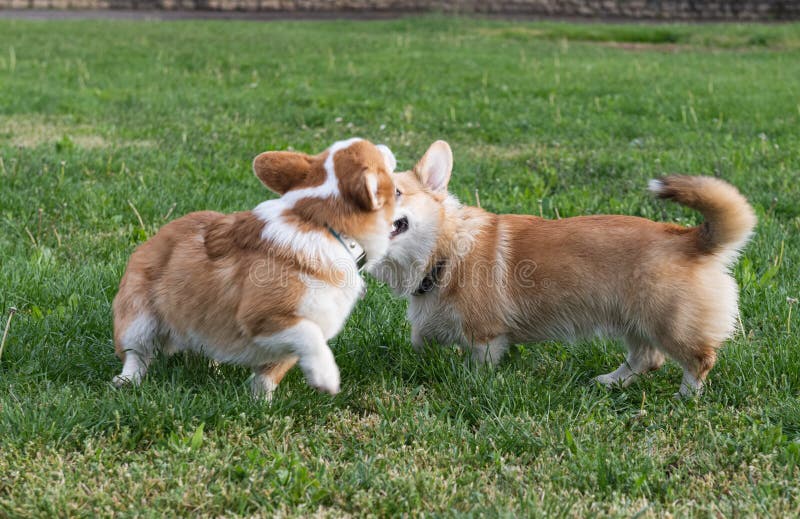 Corgi Dogs Playing in the Meadow Stock Image - Image of summer, puppy ...